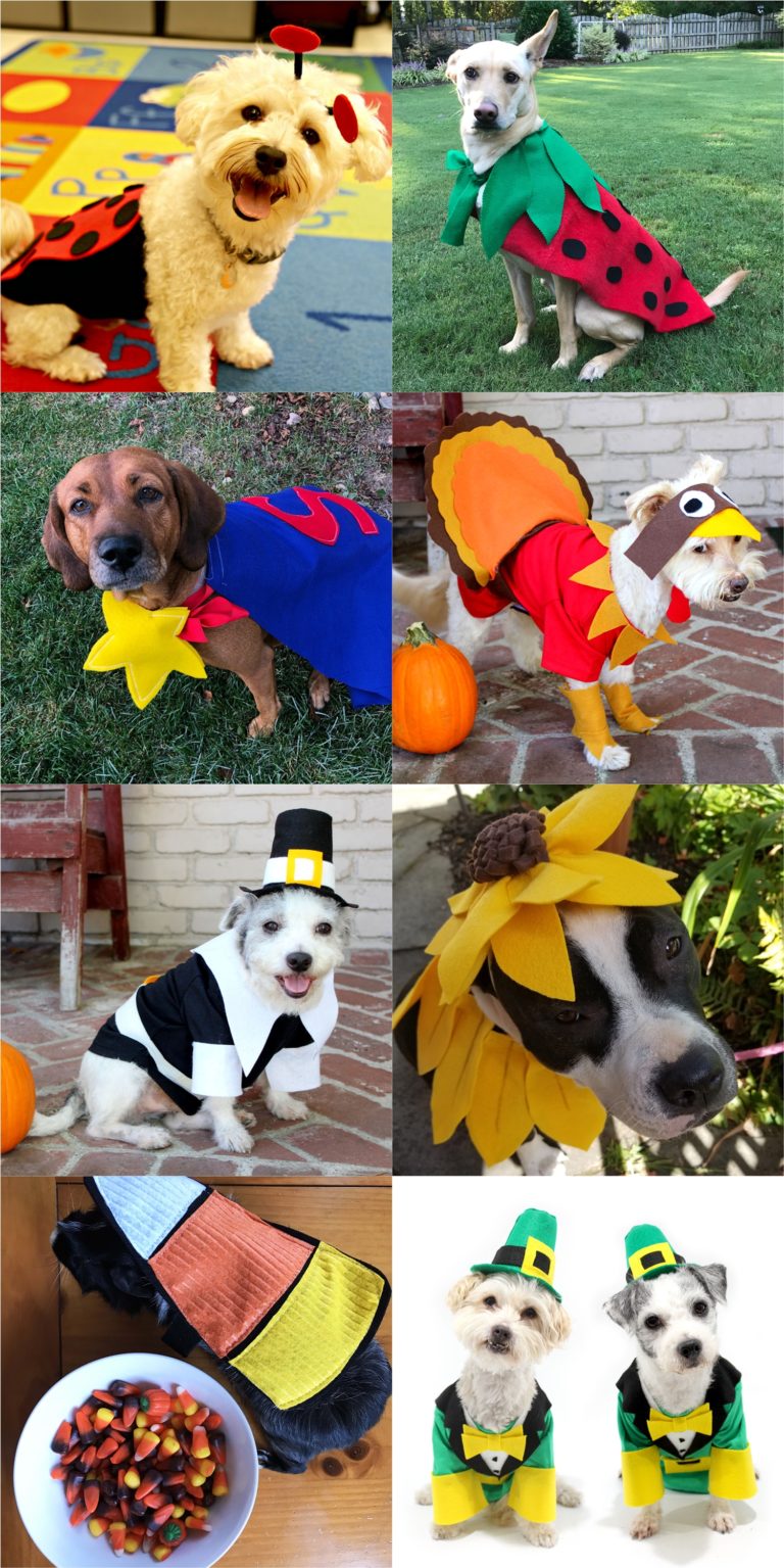 DIY Felt Pet Costumes on Parade - Kunin Felt